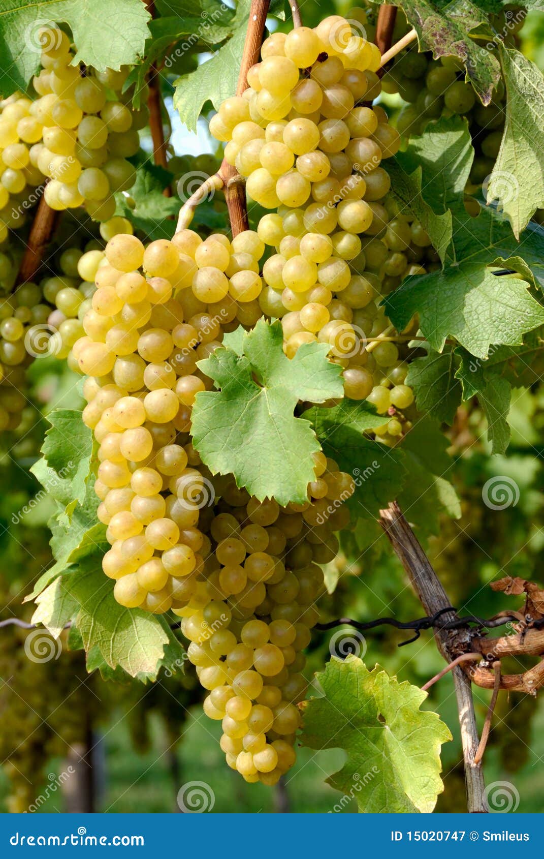 Ripe grapes in a vineyard stock image. Image of vertical - 15020747