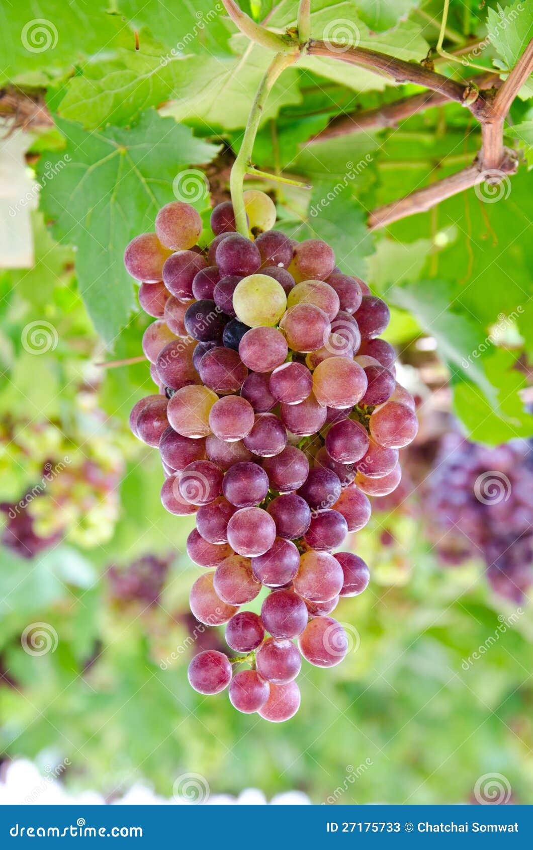 Ripe Grapes in the Vineyard. Stock Image - Image of plant, nature: 27175733