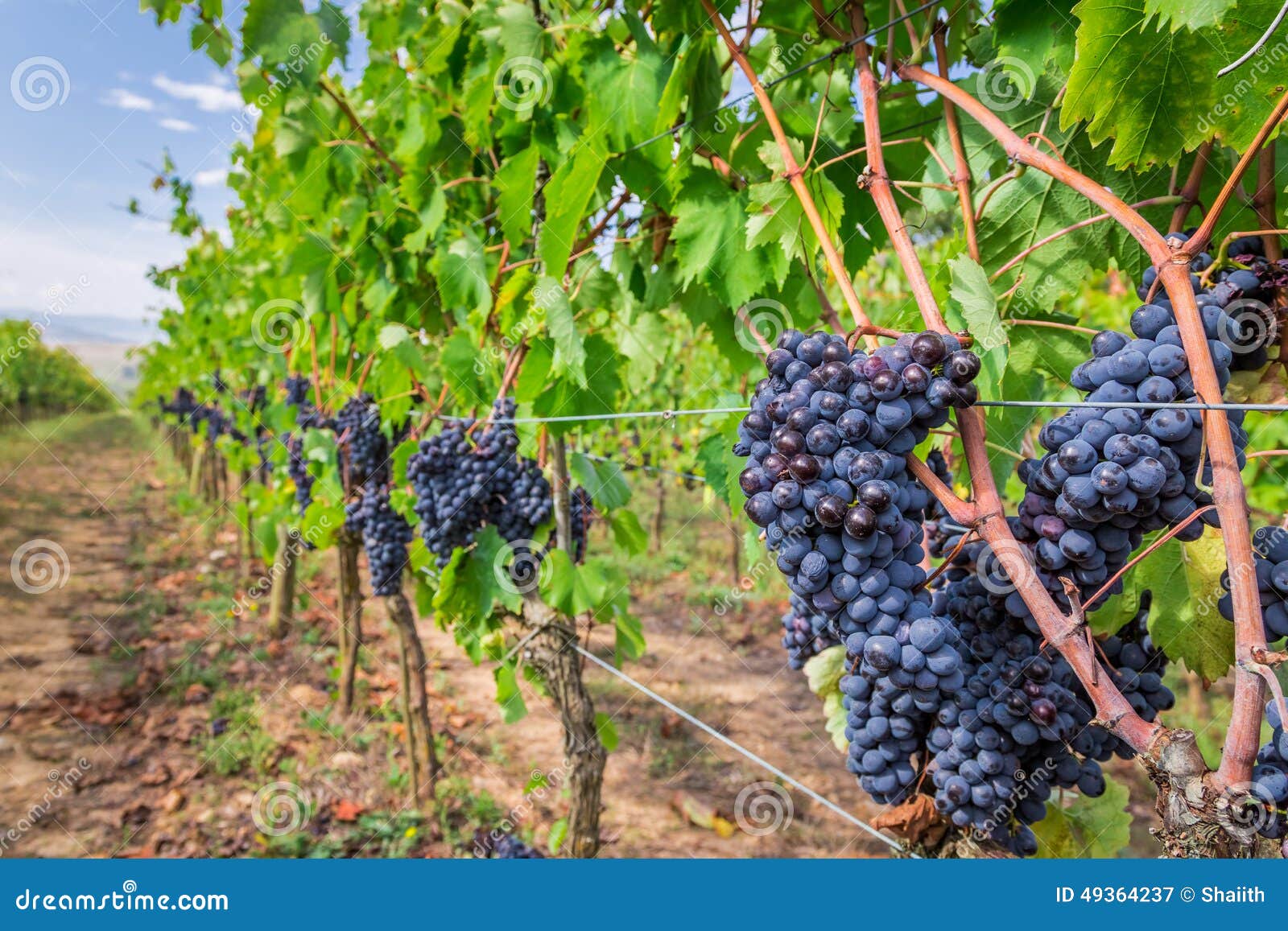 Ripe Grapes in a Vineyard, Tuscany Stock Image - Image of country, ripe ...