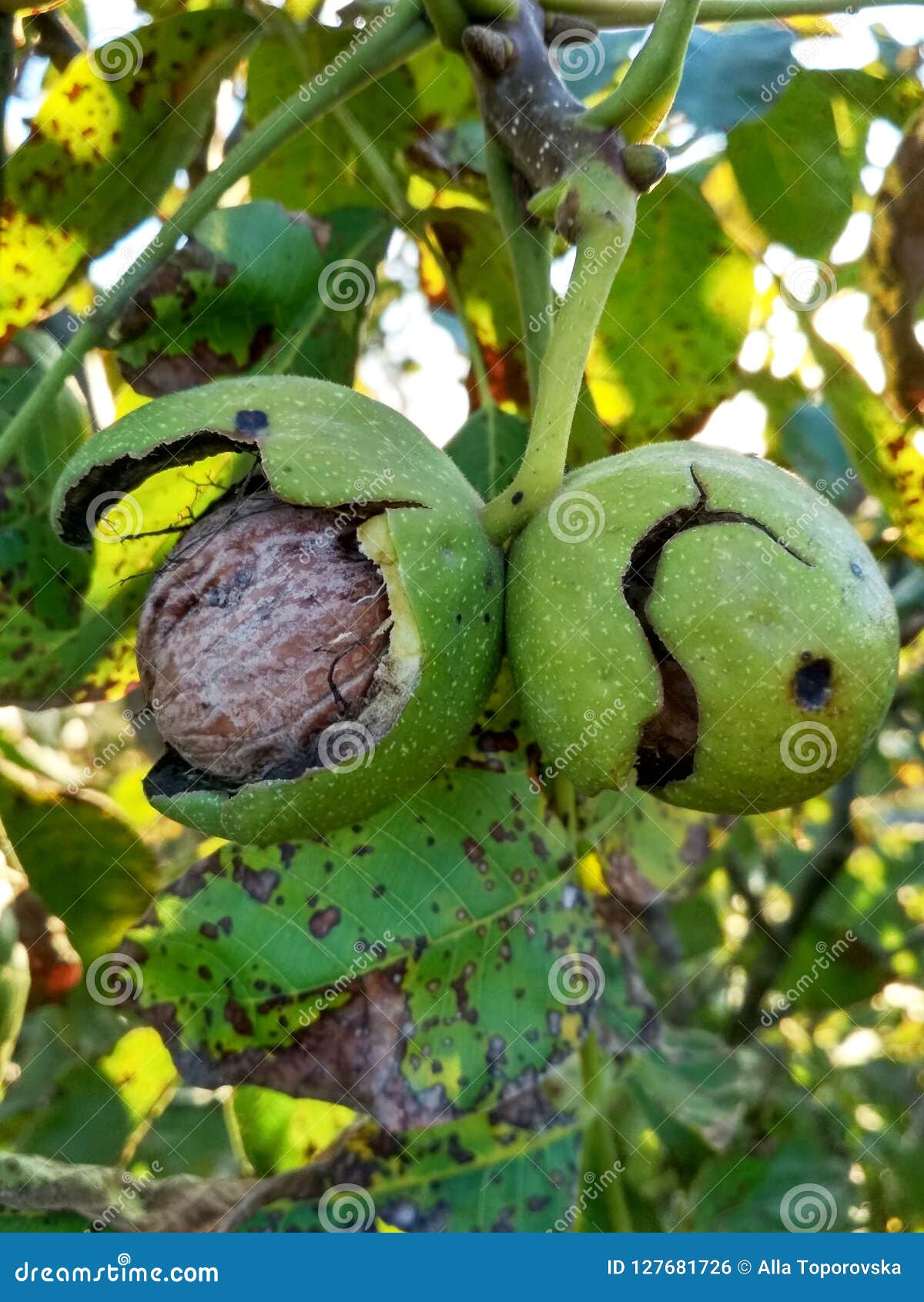 Ripe Greek Nuts on the Tree Stock Photo - Image of organic, fruit ...