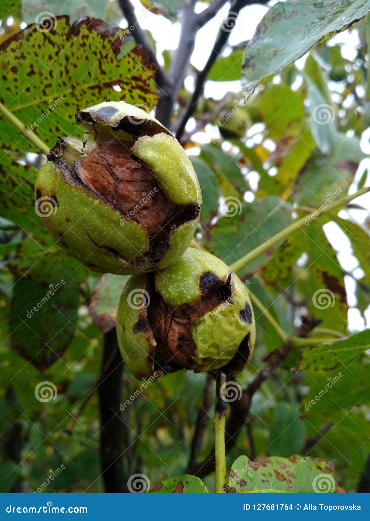 Ripe Greek Nuts on the Tree Stock Photo - Image of texture, group ...