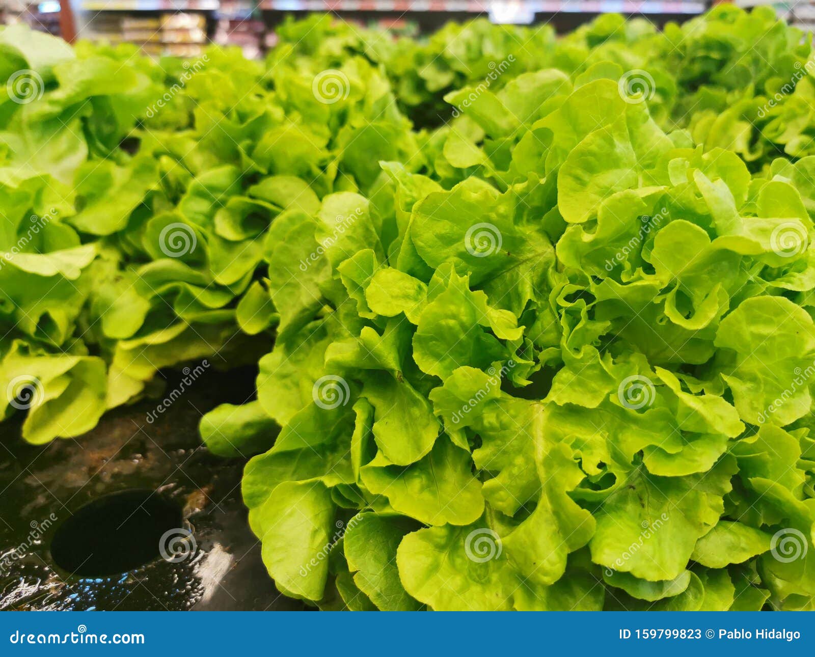 Ripe Green Crisp-head Lettuce, Side View, Organic Stock Image - Image ...