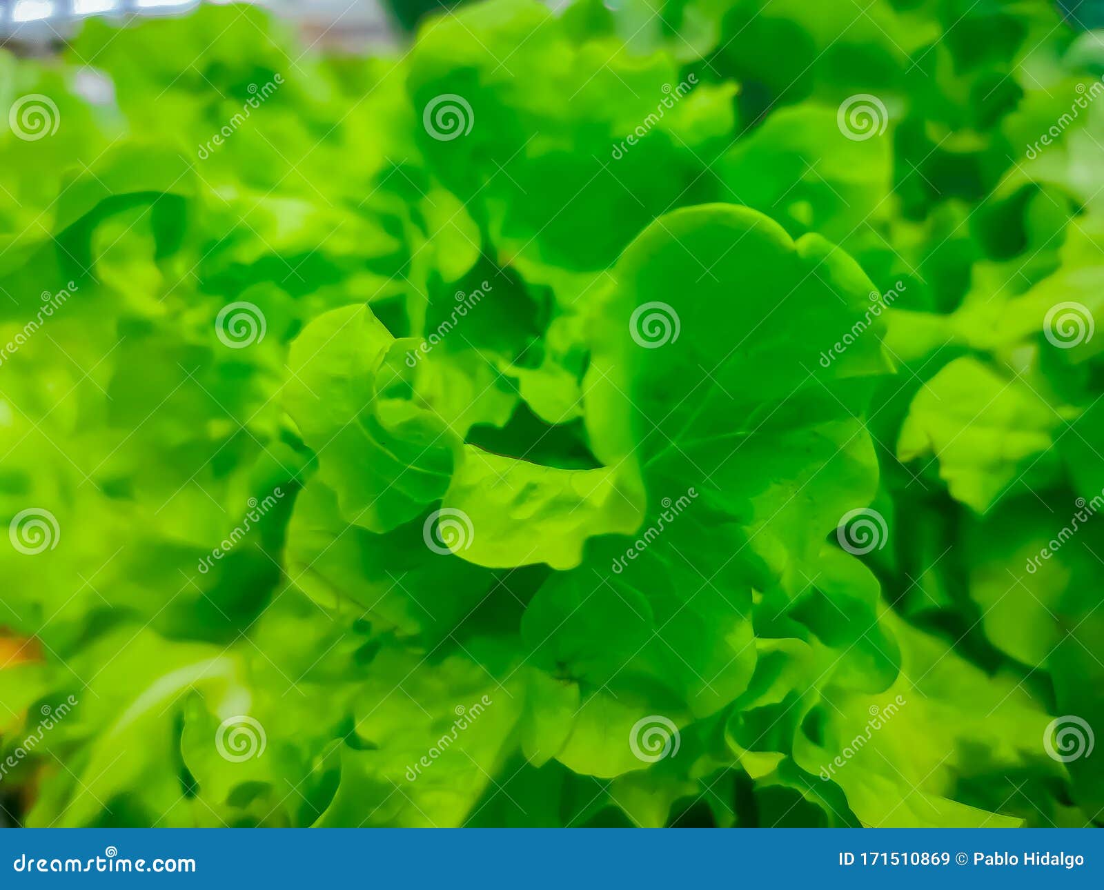 Ripe Green Crisp-head Lettuce, Side View, Organic Stock Illustration ...