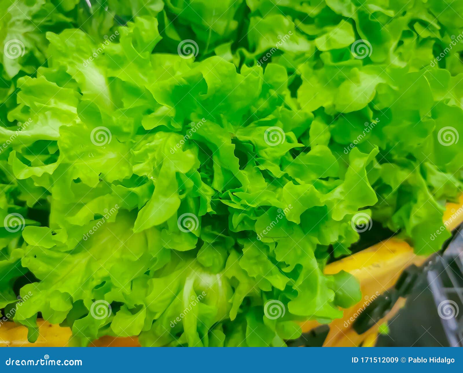 Ripe Green Crisp-head Lettuce, Side View, Organic Stock Image - Image ...