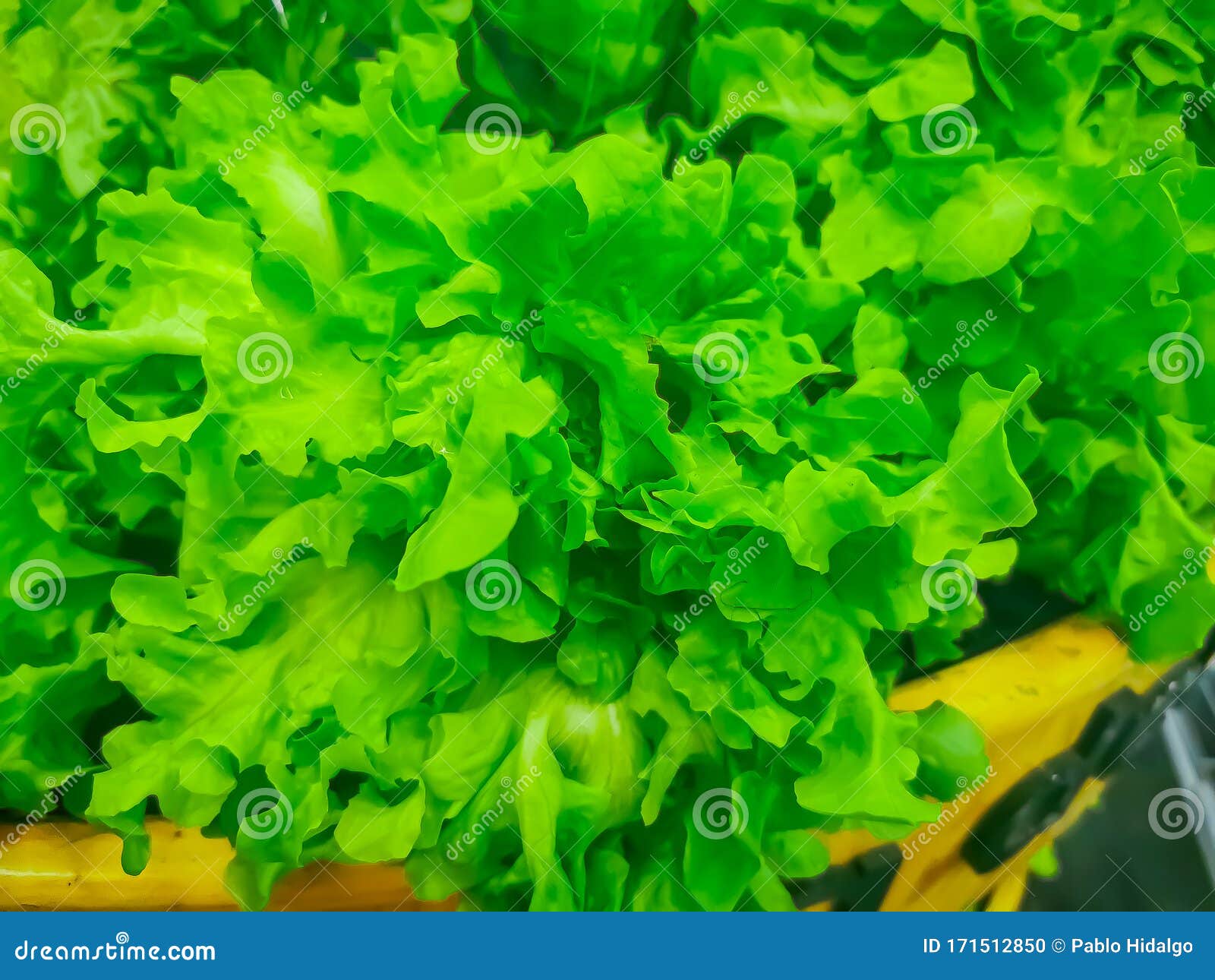 Ripe Green Crisp-head Lettuce, Side View, Organic Stock Photo - Image ...