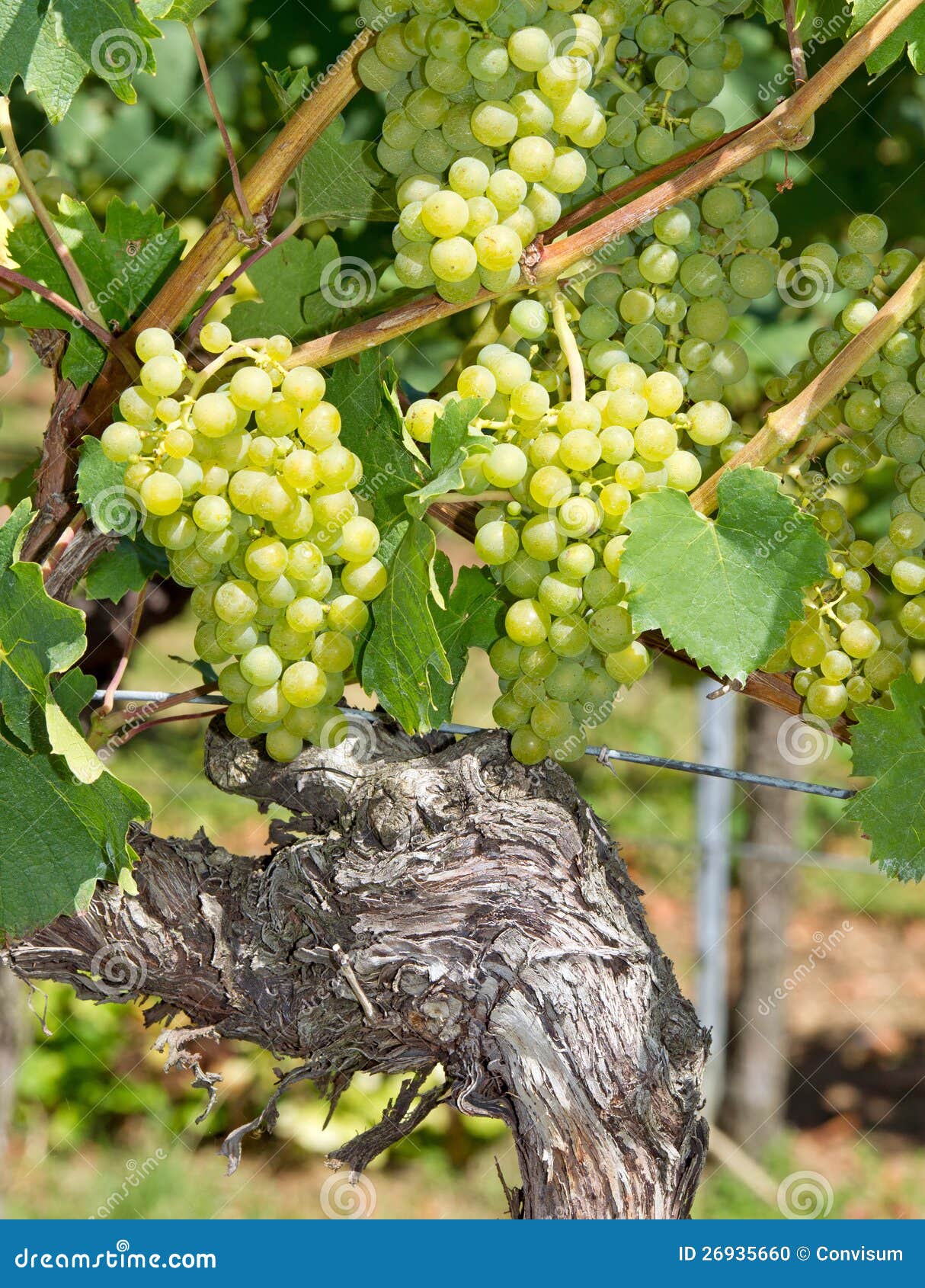 Ripe green grapes on vine stock photo. Image of bunches - 26935660