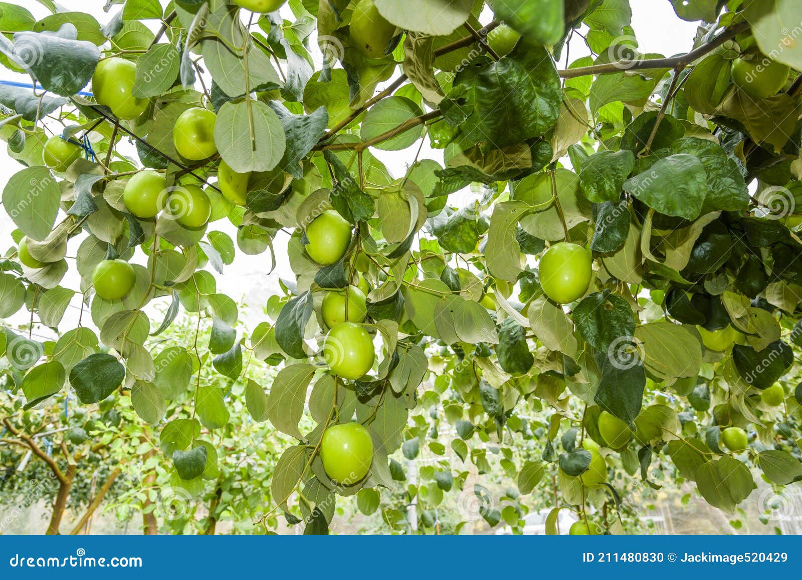 Ripe Green Jujube Fruit Growing on the Tree Stock Photo - Image of ...