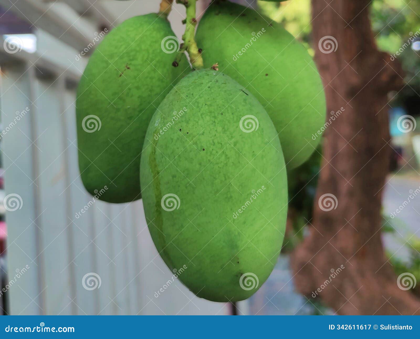 Ripe Green Mango Fruit on the Tree Stock Image - Image of horizontal ...