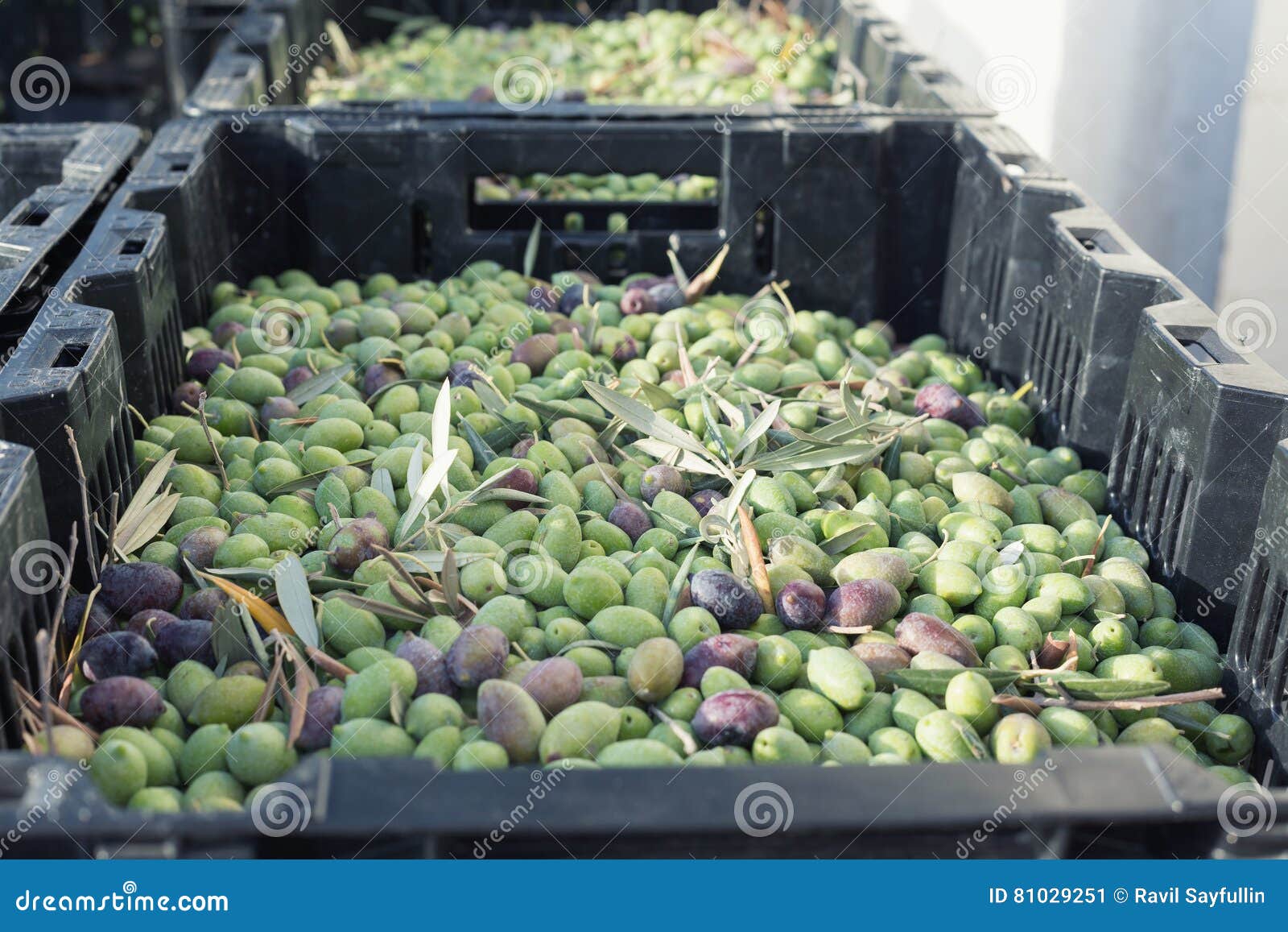 Ripe Green Olives Collected in Box Stock Image - Image of mediterranean ...