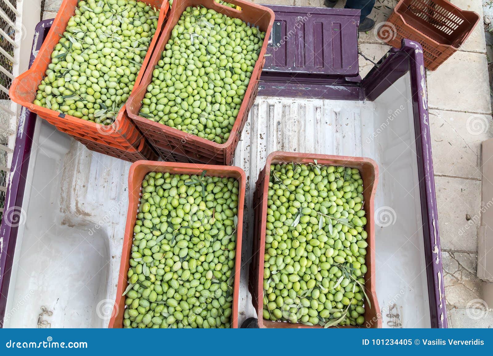 Ripe Green Olives Collected in Box Stock Image - Image of antioxidant ...