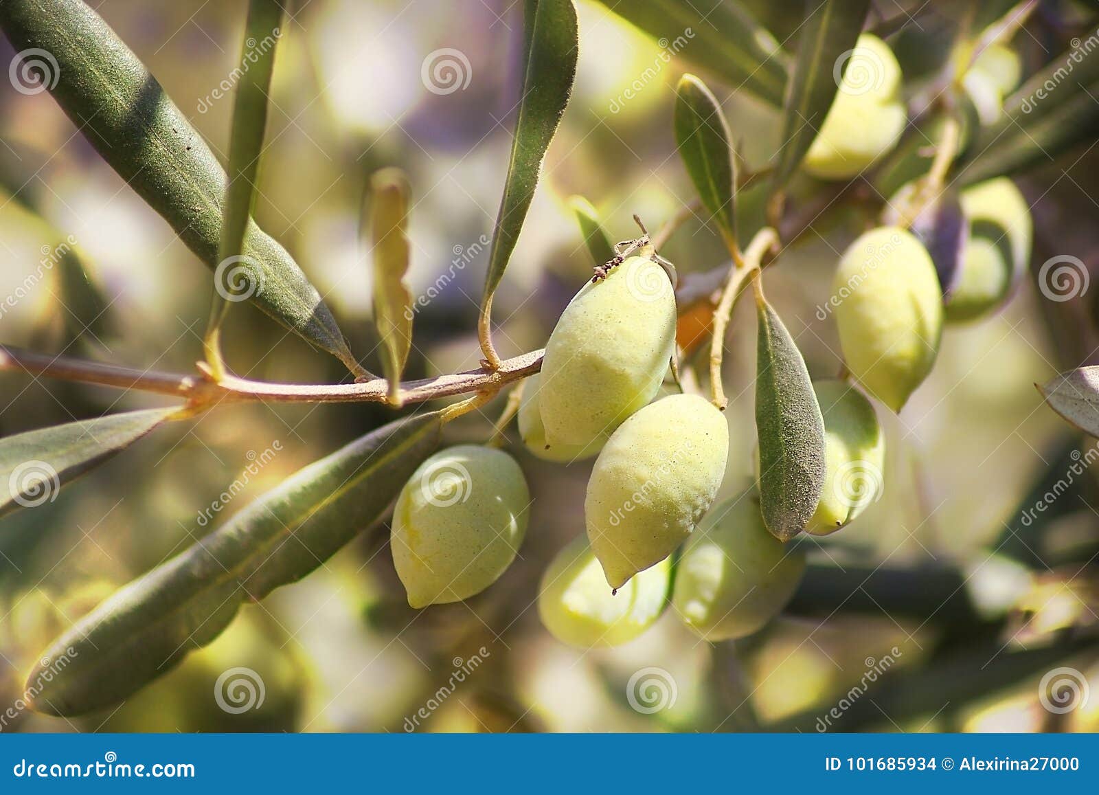 Ripe Green Olives, Grades Syrian Stock Photo - Image of food, berry ...