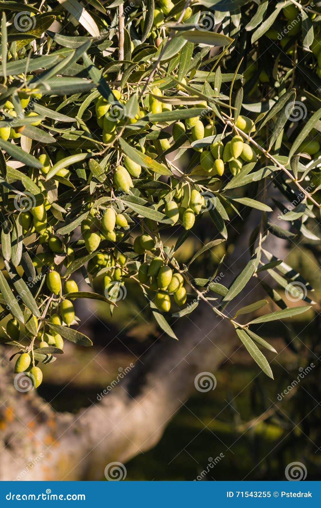 Ripe green olives on tree stock image. Image of harvest - 71543255