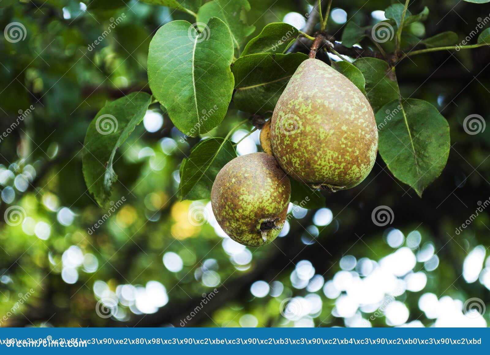 Ripe green pear on a tree stock photo. Image of health - 157257630