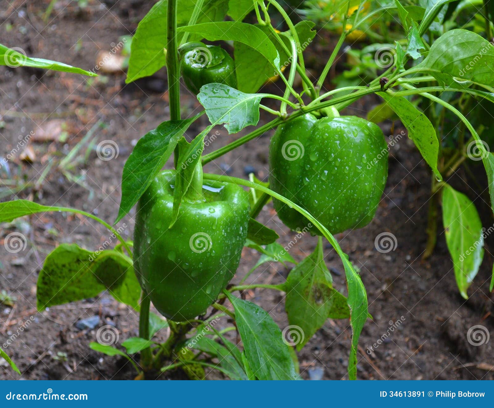 Ripe Green Pepper in Garden Stock Image - Image of salad, food: 34613891