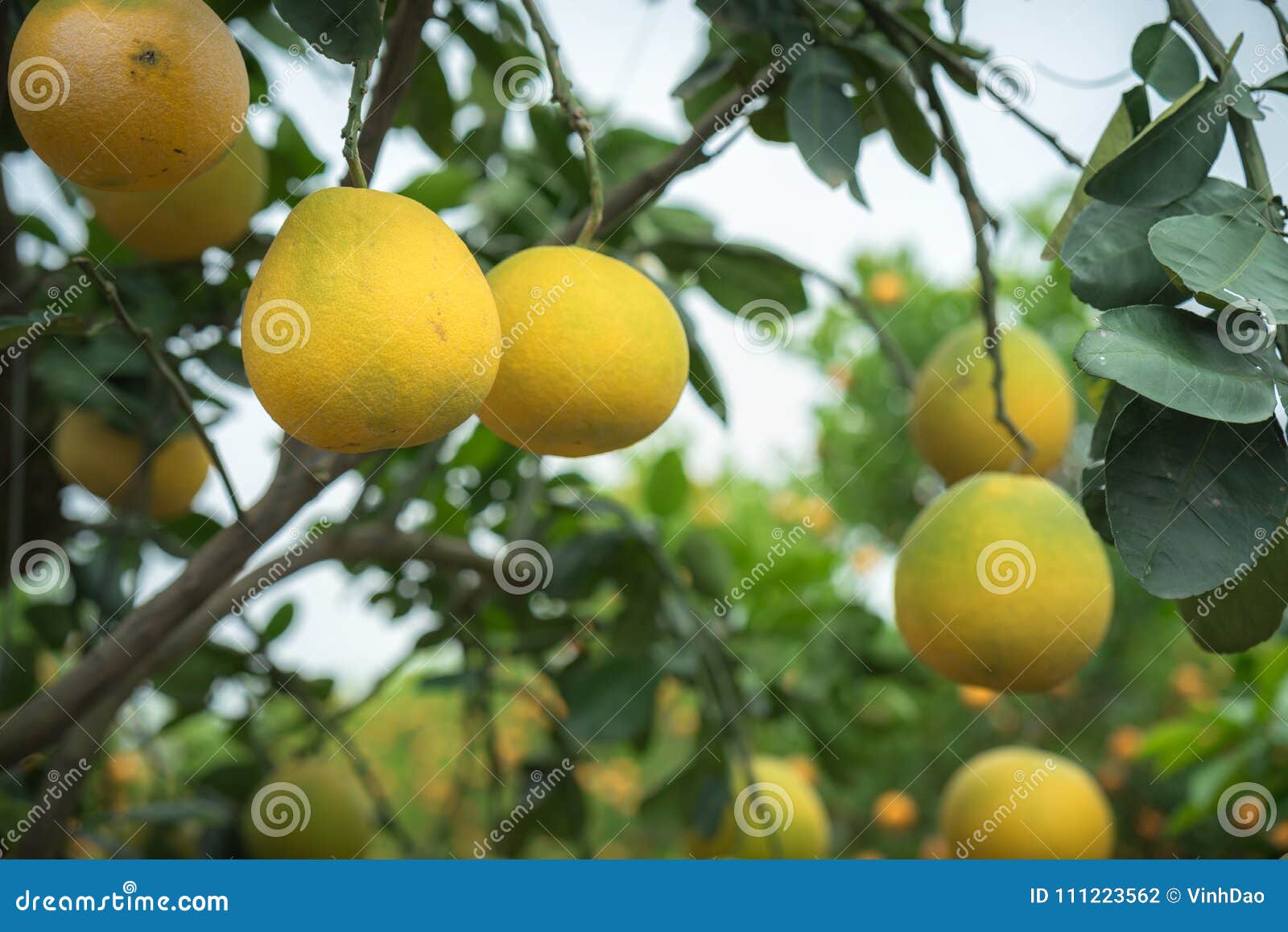 Ripe and Green Pomelo Fruit Tree in the Garden. Stock Photo - Image of ...