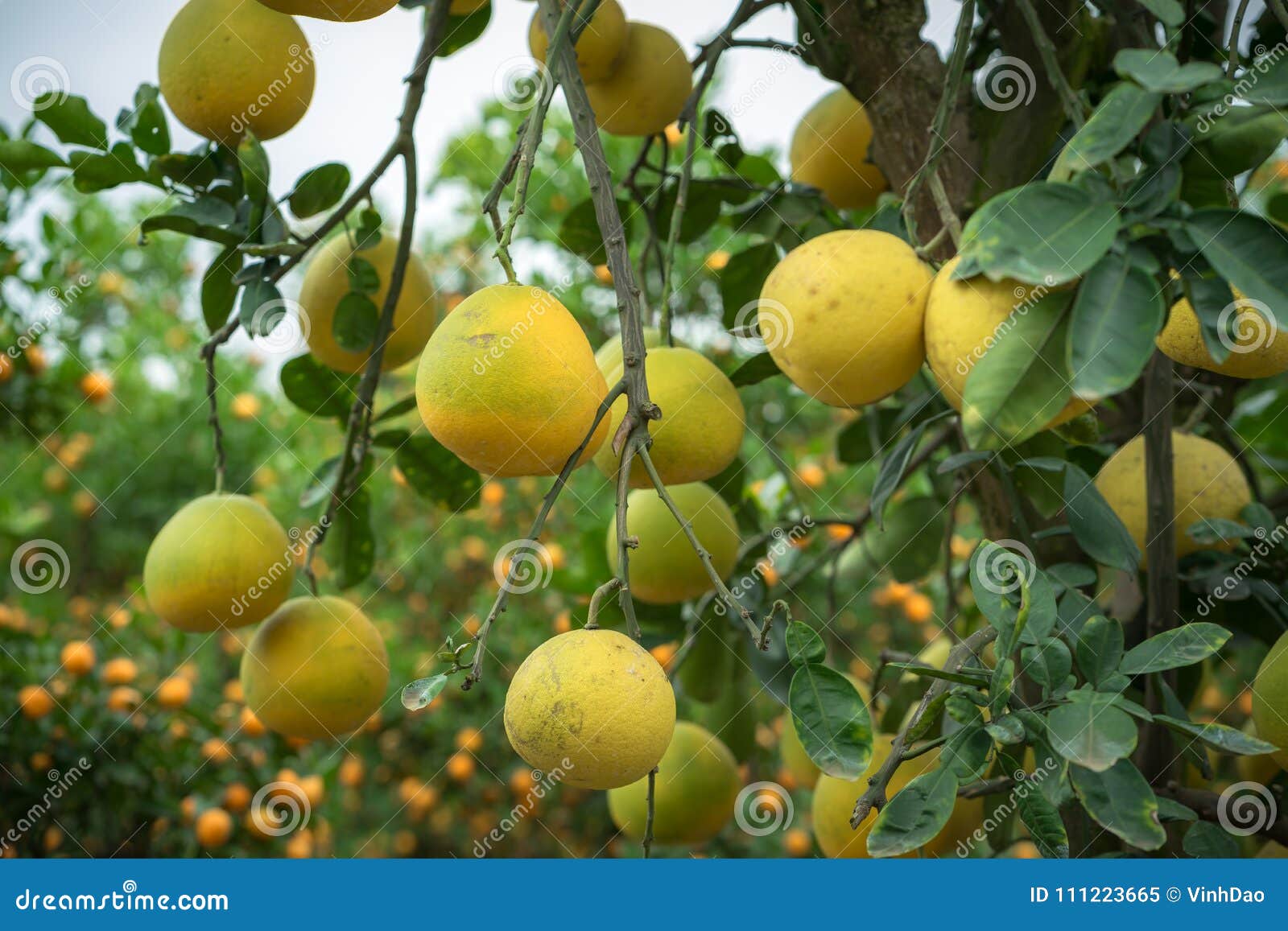 Ripe and Green Pomelo Fruit Tree in the Garden. Stock Image - Image of ...