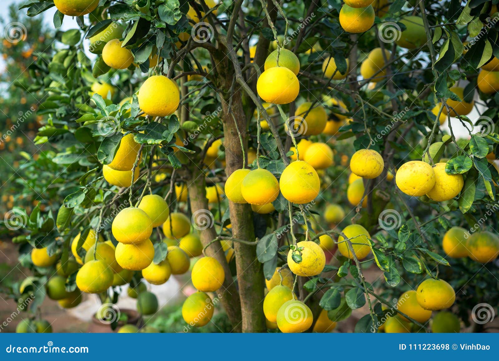 Ripe and Green Pomelo Fruit Tree in the Garden. Stock Photo - Image of ...