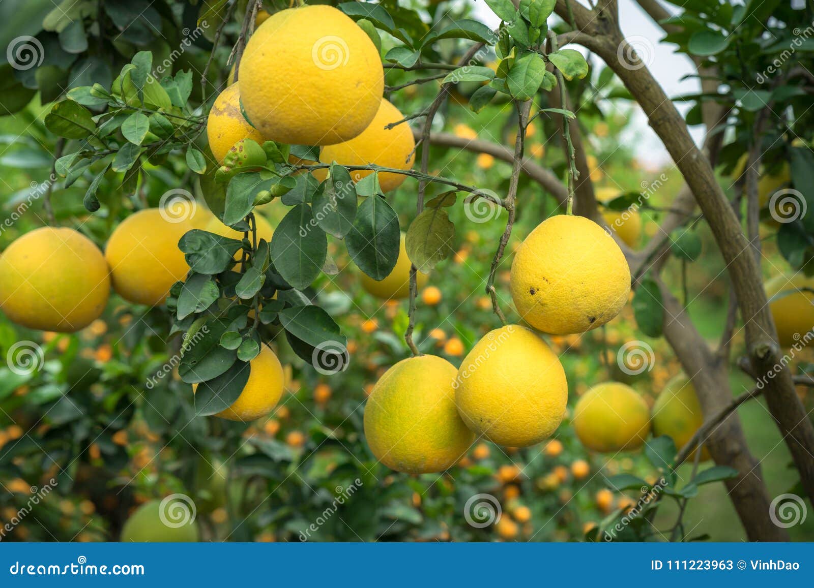 Ripe and Green Pomelo Fruit Tree in the Garden. Stock Image - Image of ...