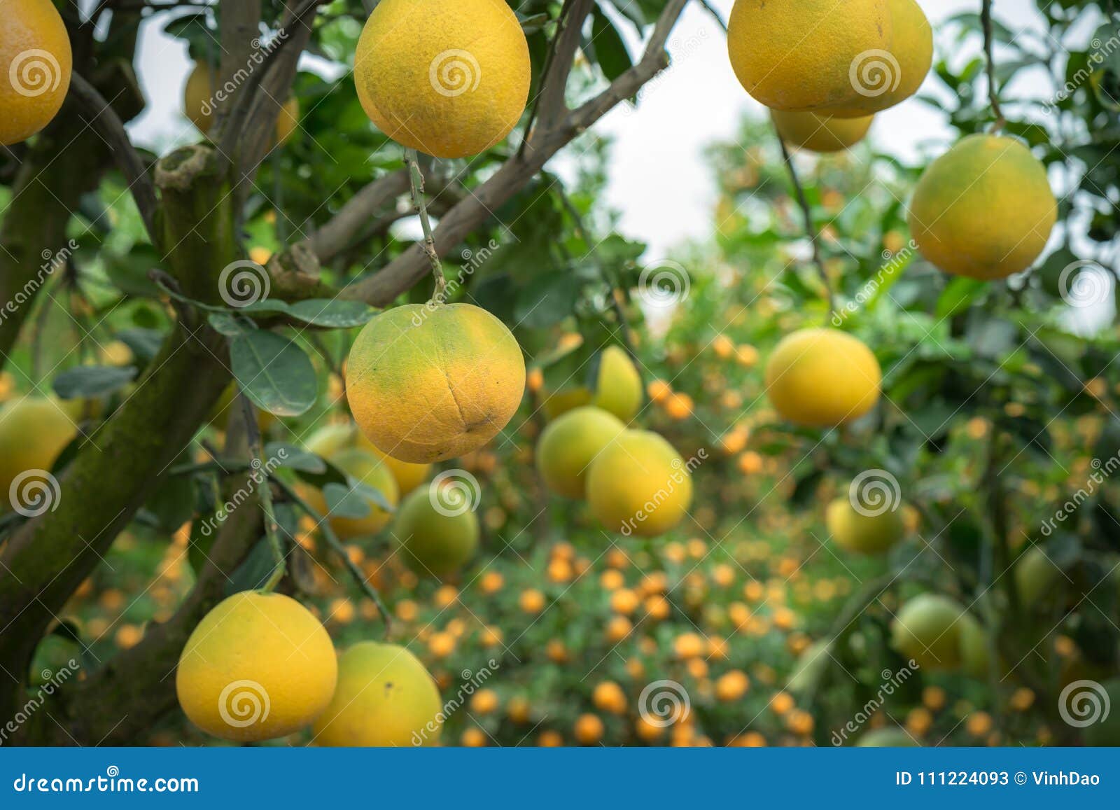 Ripe and Green Pomelo Fruit Tree in the Garden. Stock Image - Image of ...