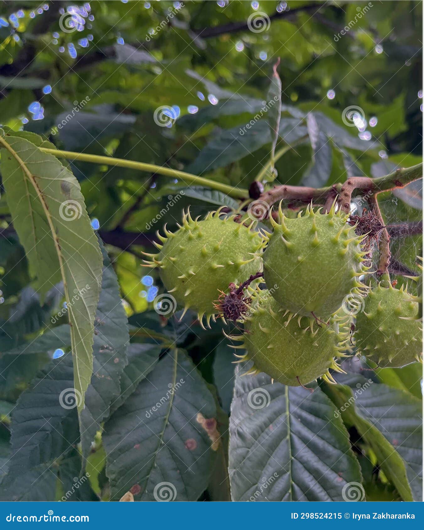 Ripe Green Prickly Chestnut Fruits Stock Image - Image of countryside ...