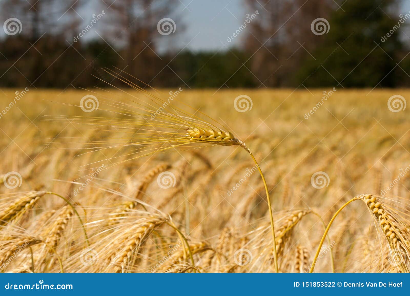 A ripe grain field stock photo. Image of field, nature - 151853522
