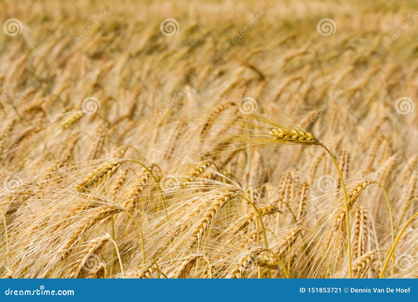 A ripe grain field stock image. Image of beautiful, food - 151853721