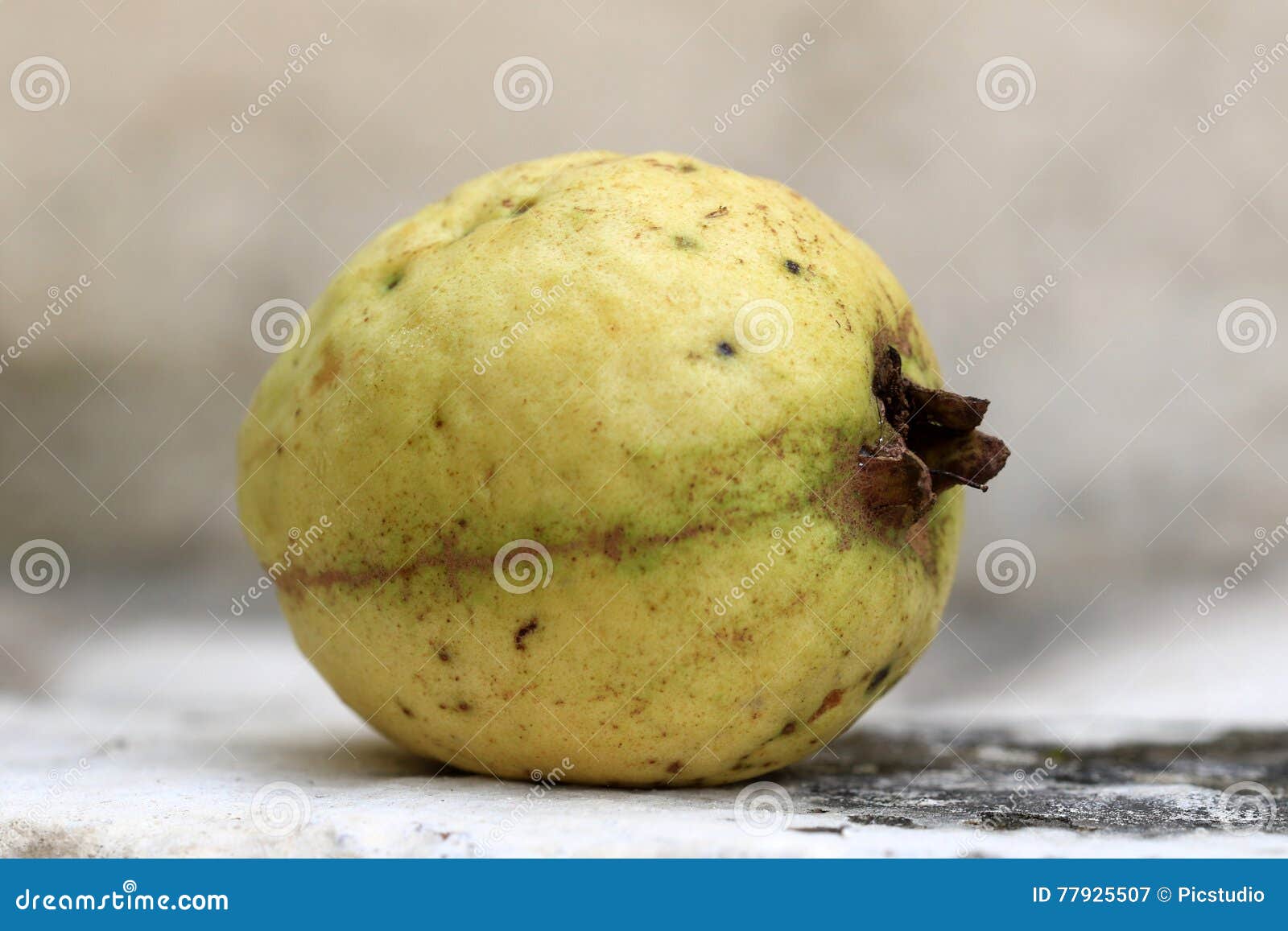 Ripe guava stock image. Image of guava, plucked, organic - 77925507