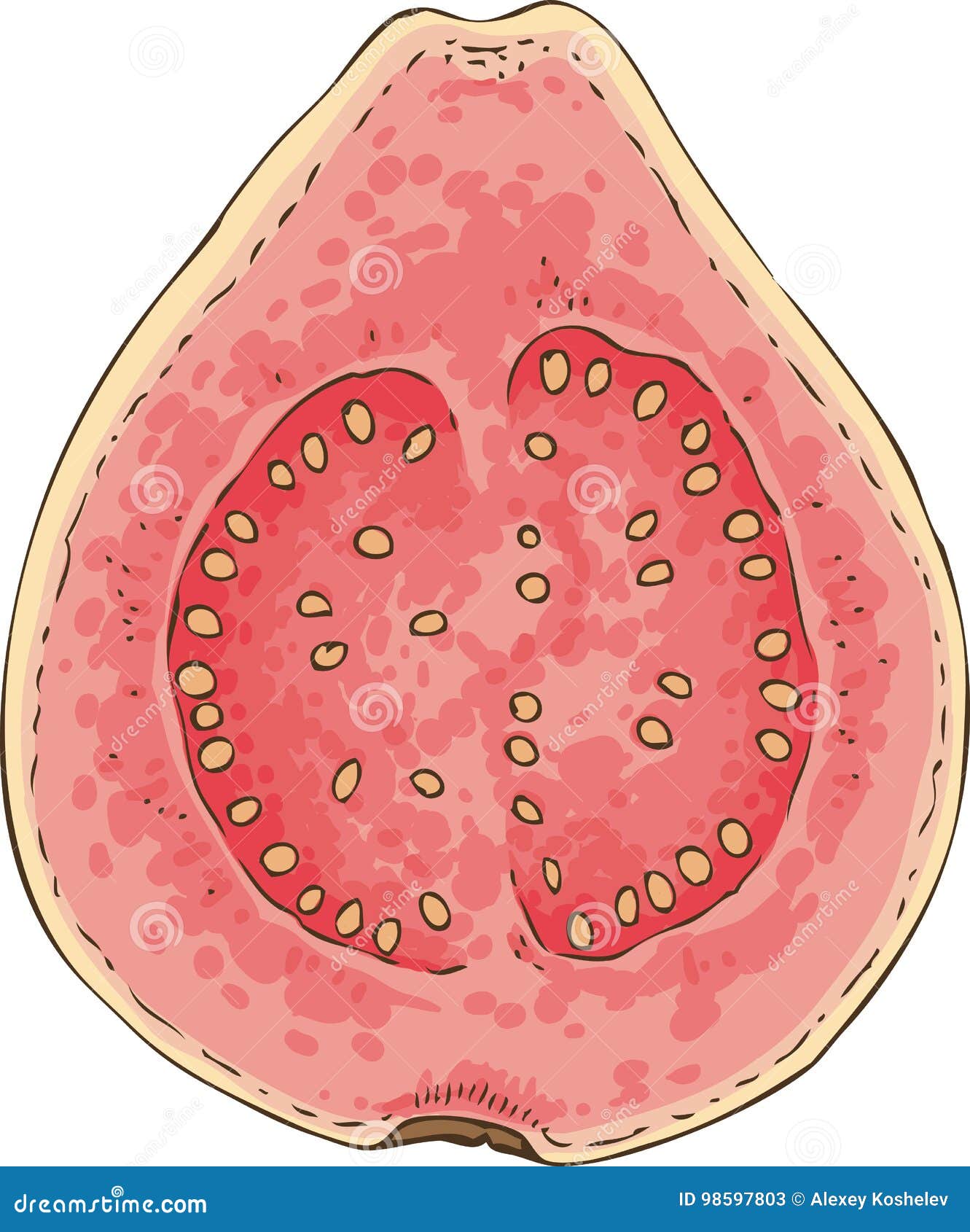 Ripe Guava in Cross Section Stock Vector - Illustration of organic ...