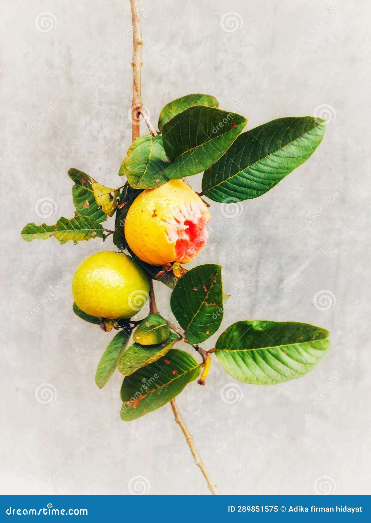 Ripe Guava Fruit with Bat Bite Marks Stock Image - Image of fruit, bite ...