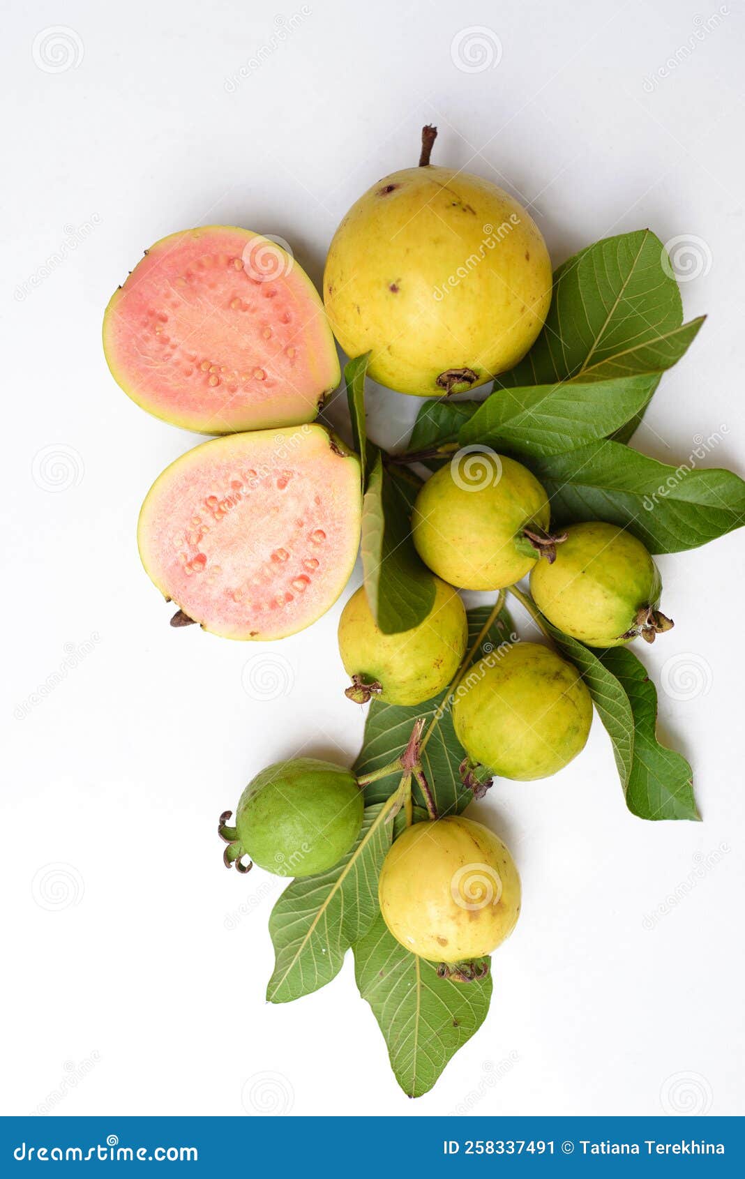 Ripe Guava Fruit with Leaves on White Background with Copy Space Stock ...