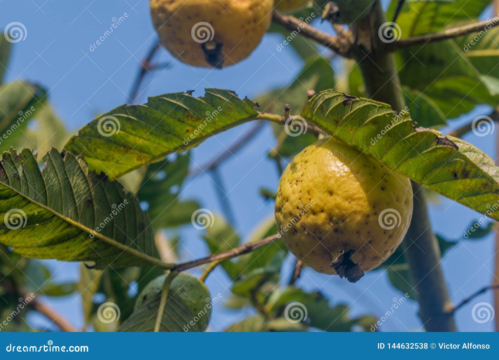 Ripe guavas on the tree stock photo. Image of juice - 144632538