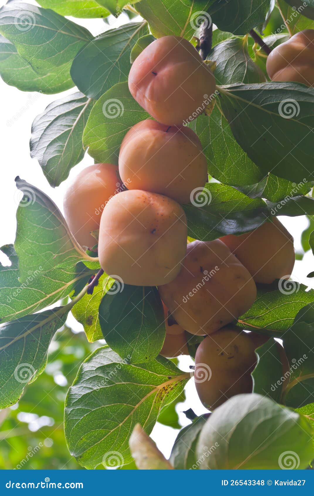 Ripe Hachiya Persimmon, stock photo. Image of orange - 26543348
