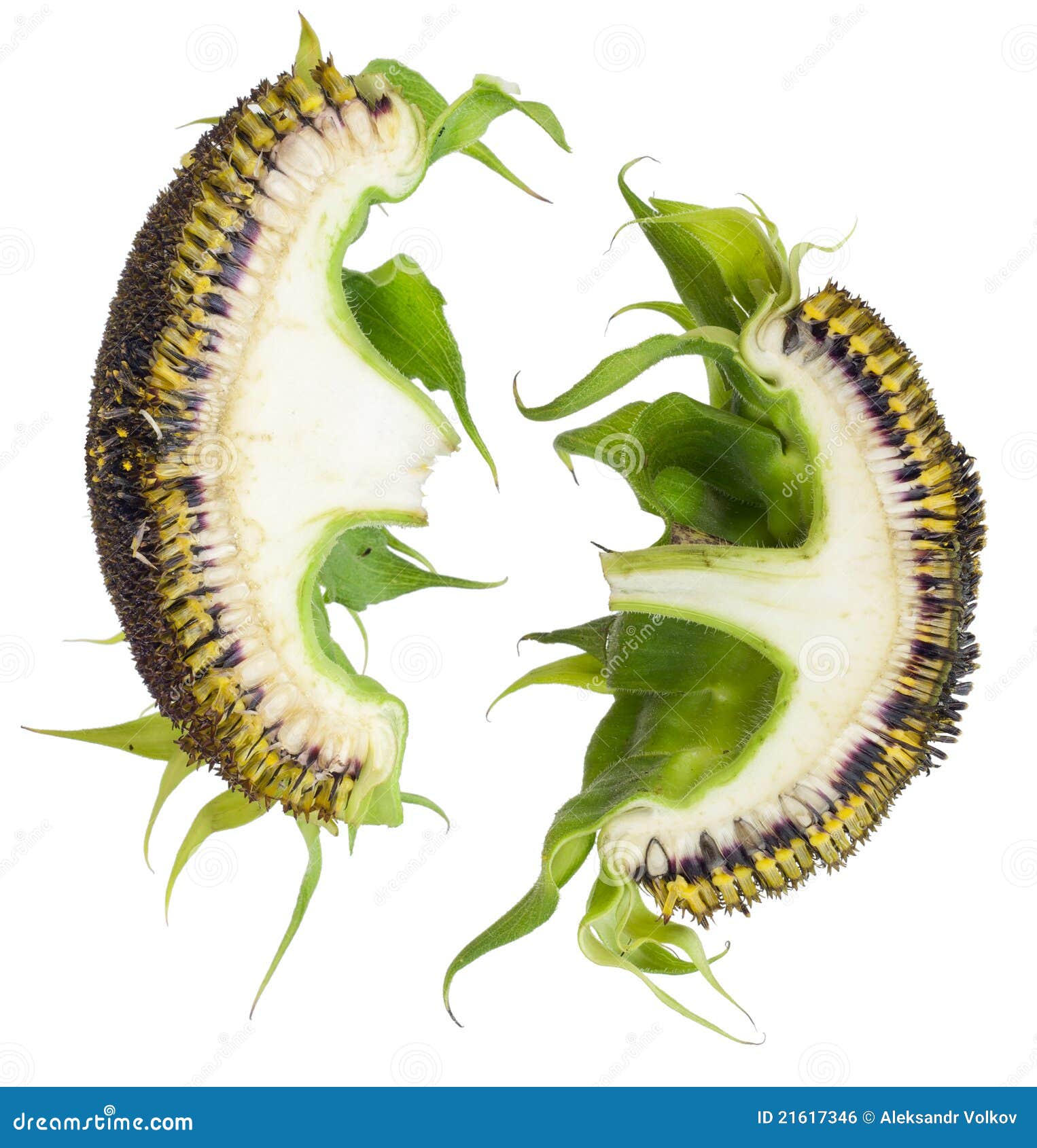 Ripe half of sunflowers stock photo. Image of stem, closeup - 21617346