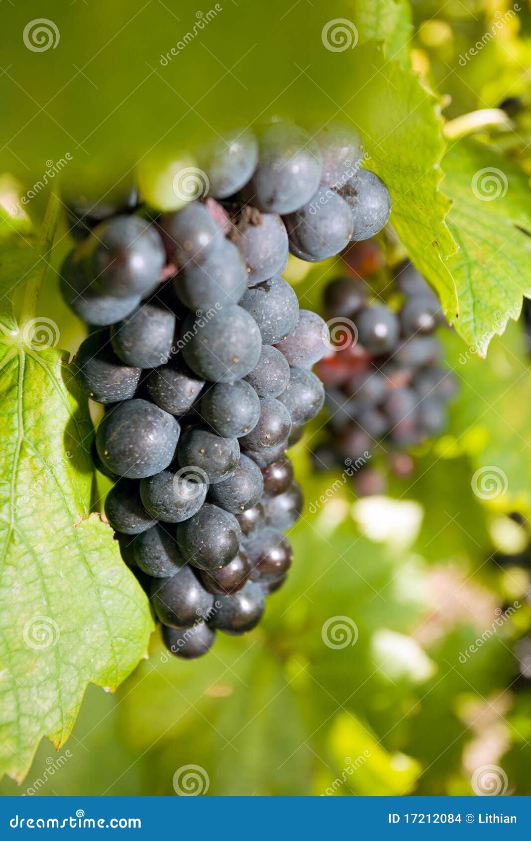 Ripe for harvest. stock photo. Image of fruit, harvest - 17212084