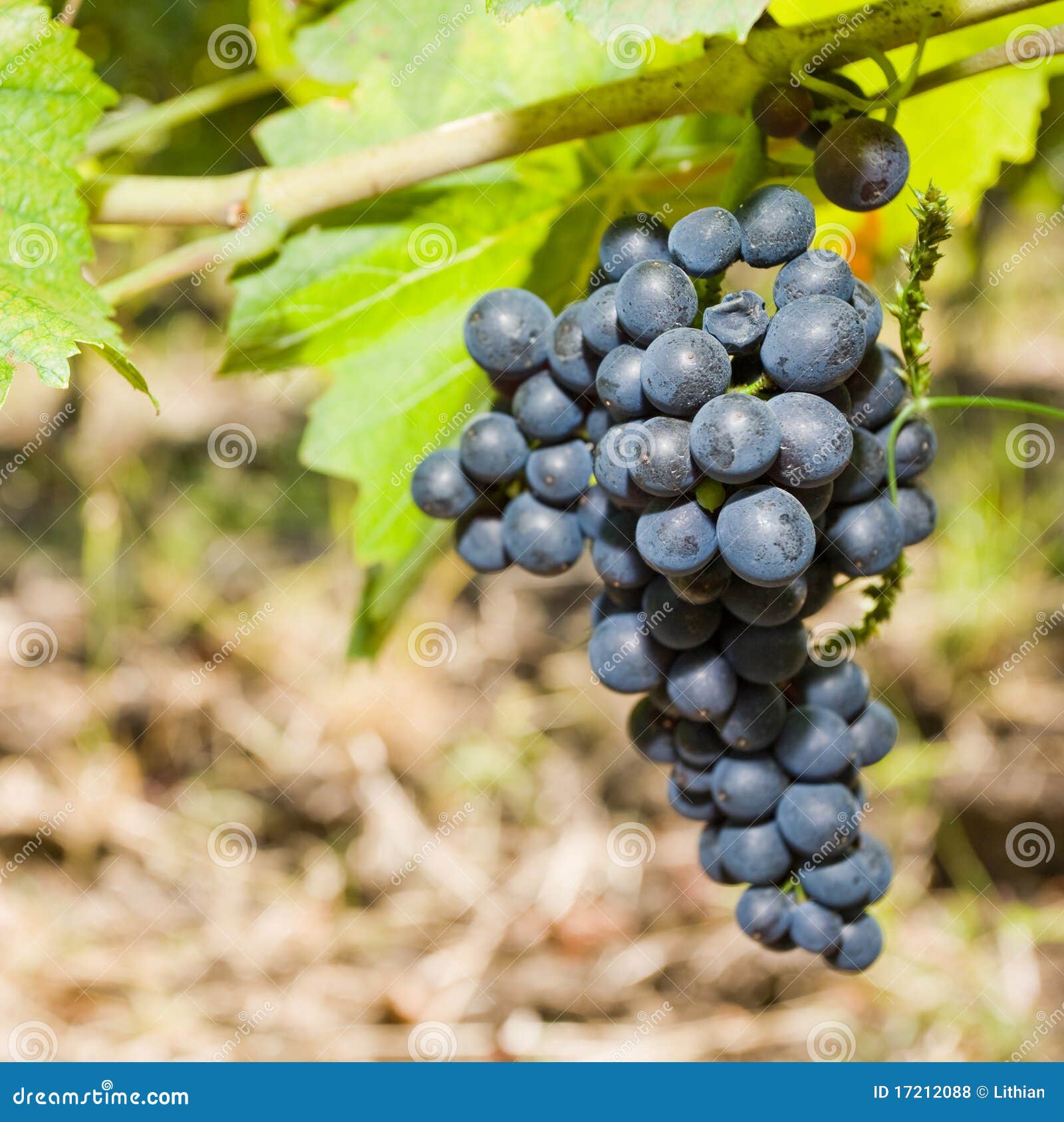 Ripe for harvest. stock photo. Image of leaf, sunshine - 17212088