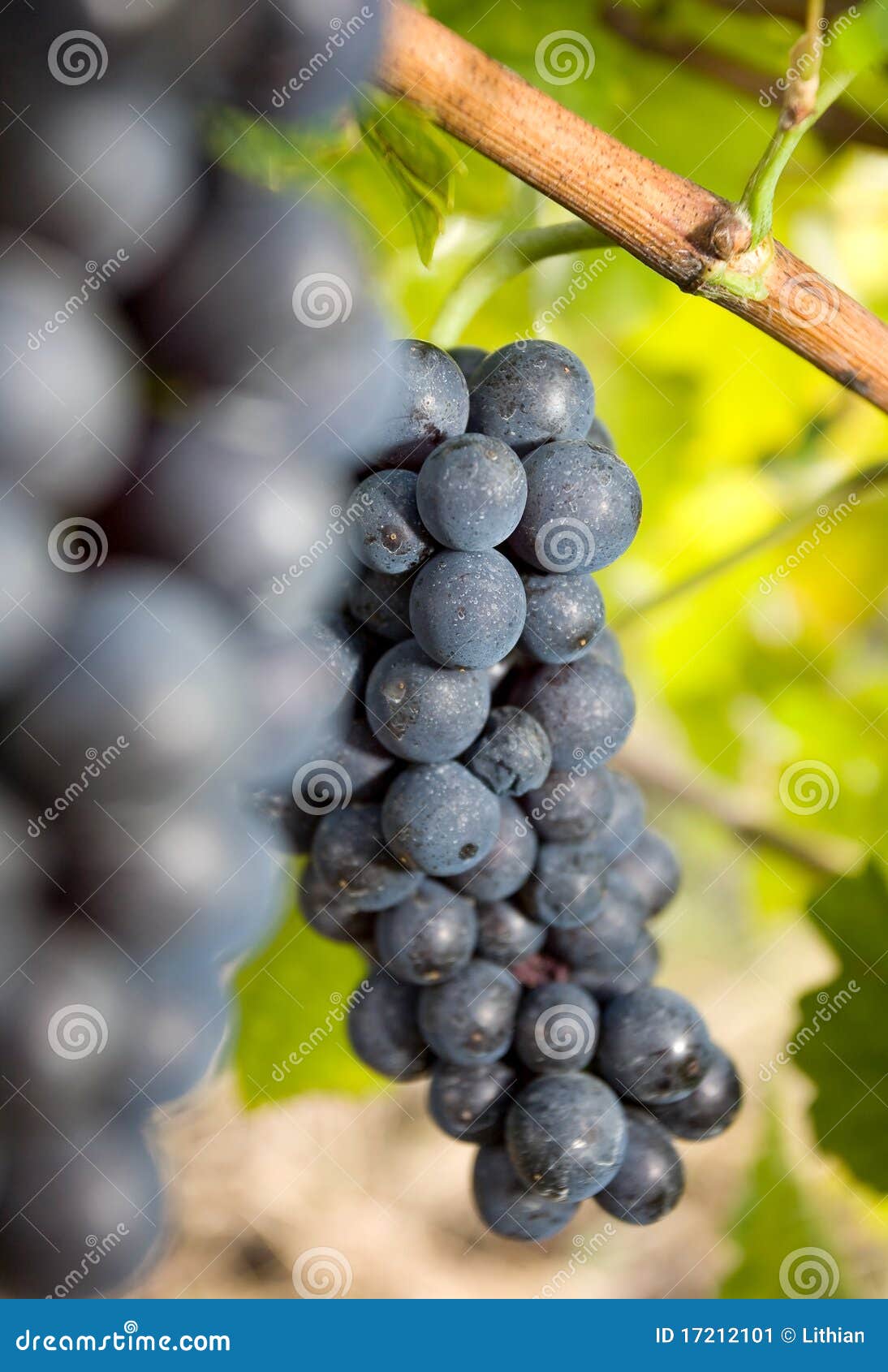 Ripe for harvest. stock image. Image of vegetation, food - 17212101