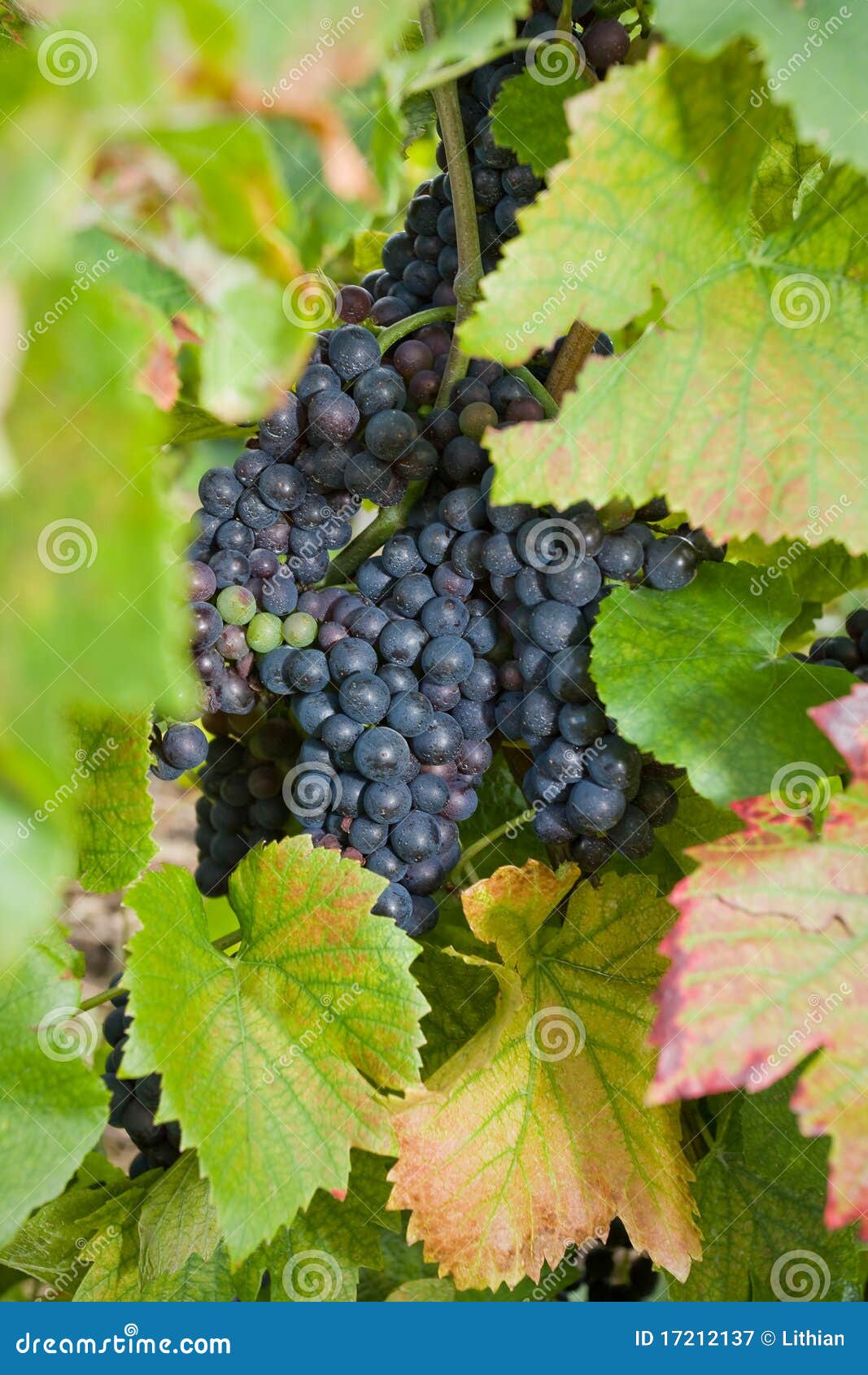 Ripe for harvest. stock image. Image of sunshine, food - 17212137