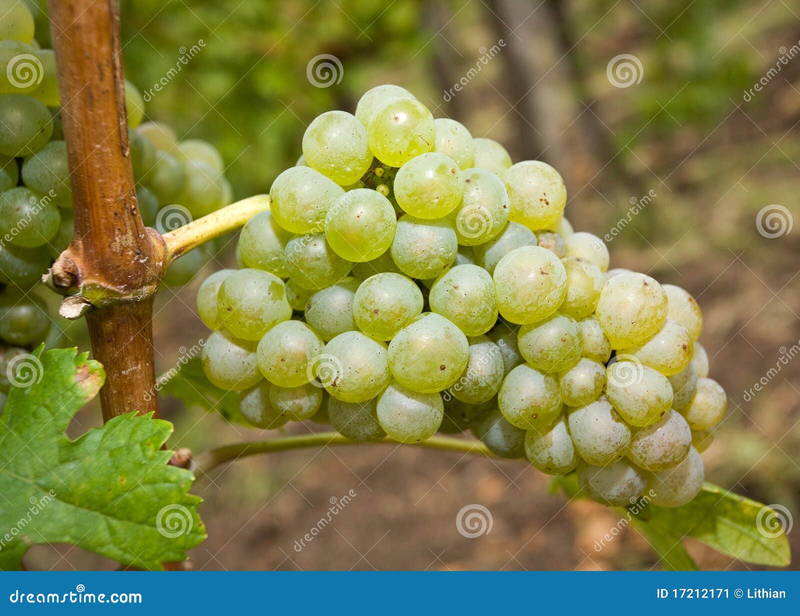 Ripe for harvest. stock image. Image of food, vegetation - 17212171
