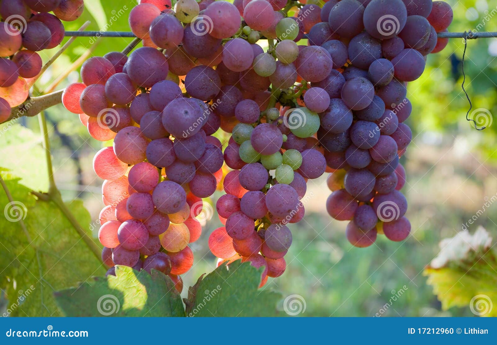 Ripe for harvest. stock photo. Image of fall, harvest - 17212960