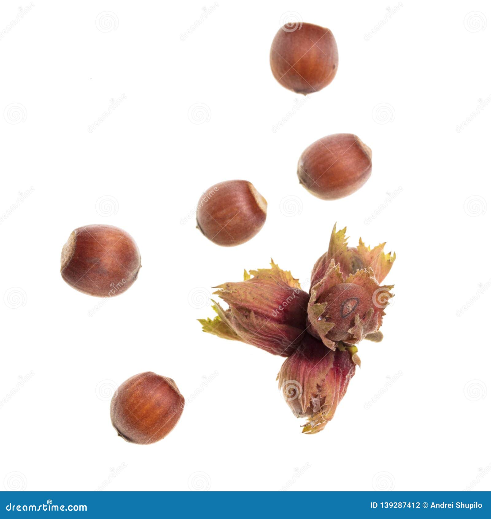 Ripe Hazelnut Nuts Isolated on White Background Stock Photo - Image of ...