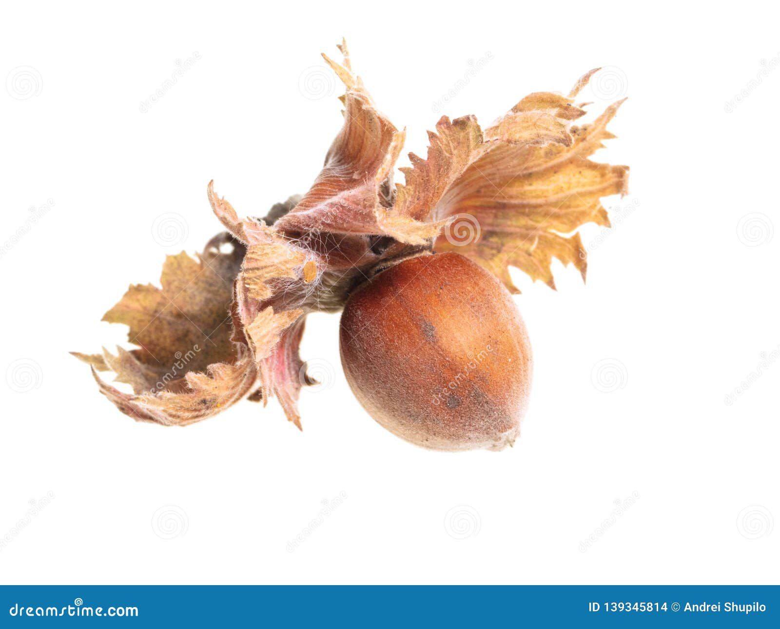 Ripe Hazelnut Nuts Isolated on White Background Stock Photo - Image of ...