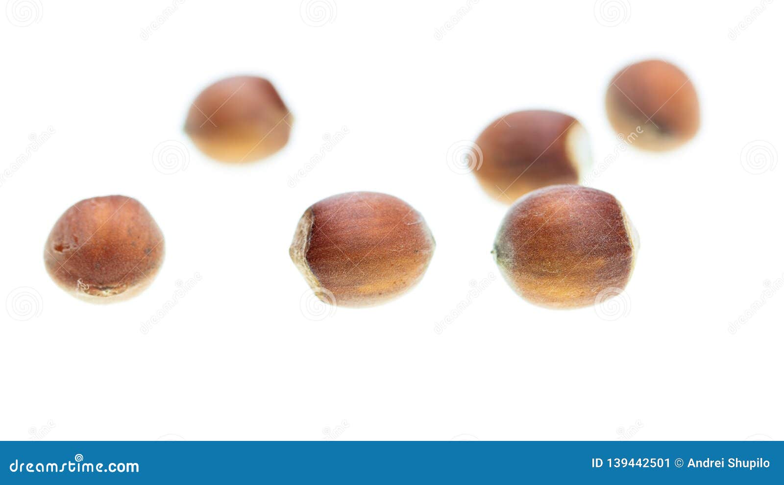 Ripe Hazelnut Nuts Isolated on White Background Stock Image - Image of ...