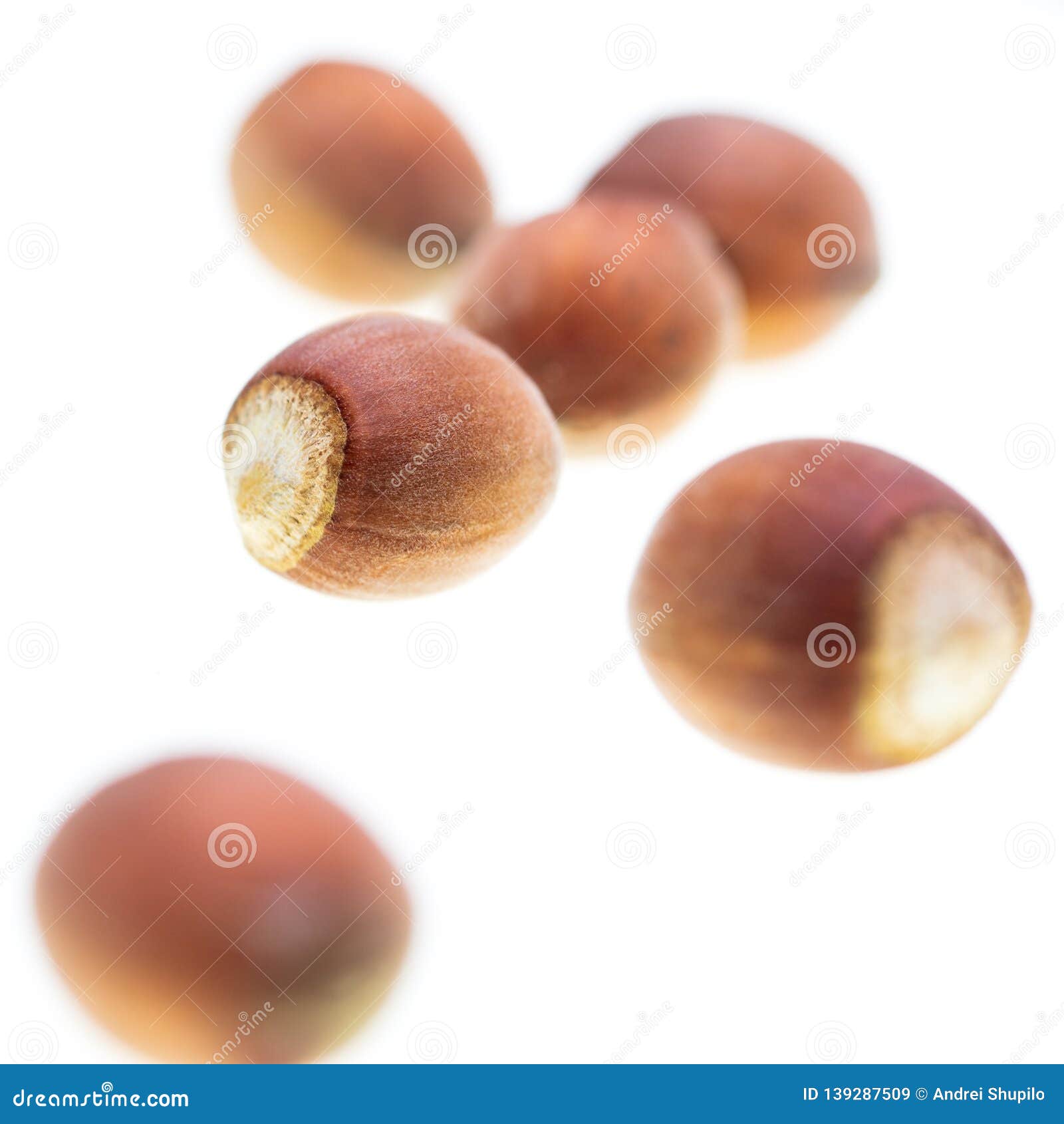 Ripe Hazelnut Nuts Isolated on White Background Stock Image - Image of ...