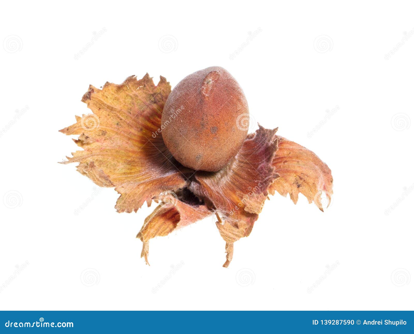 Ripe Hazelnut Nuts Isolated on White Background Stock Photo - Image of ...