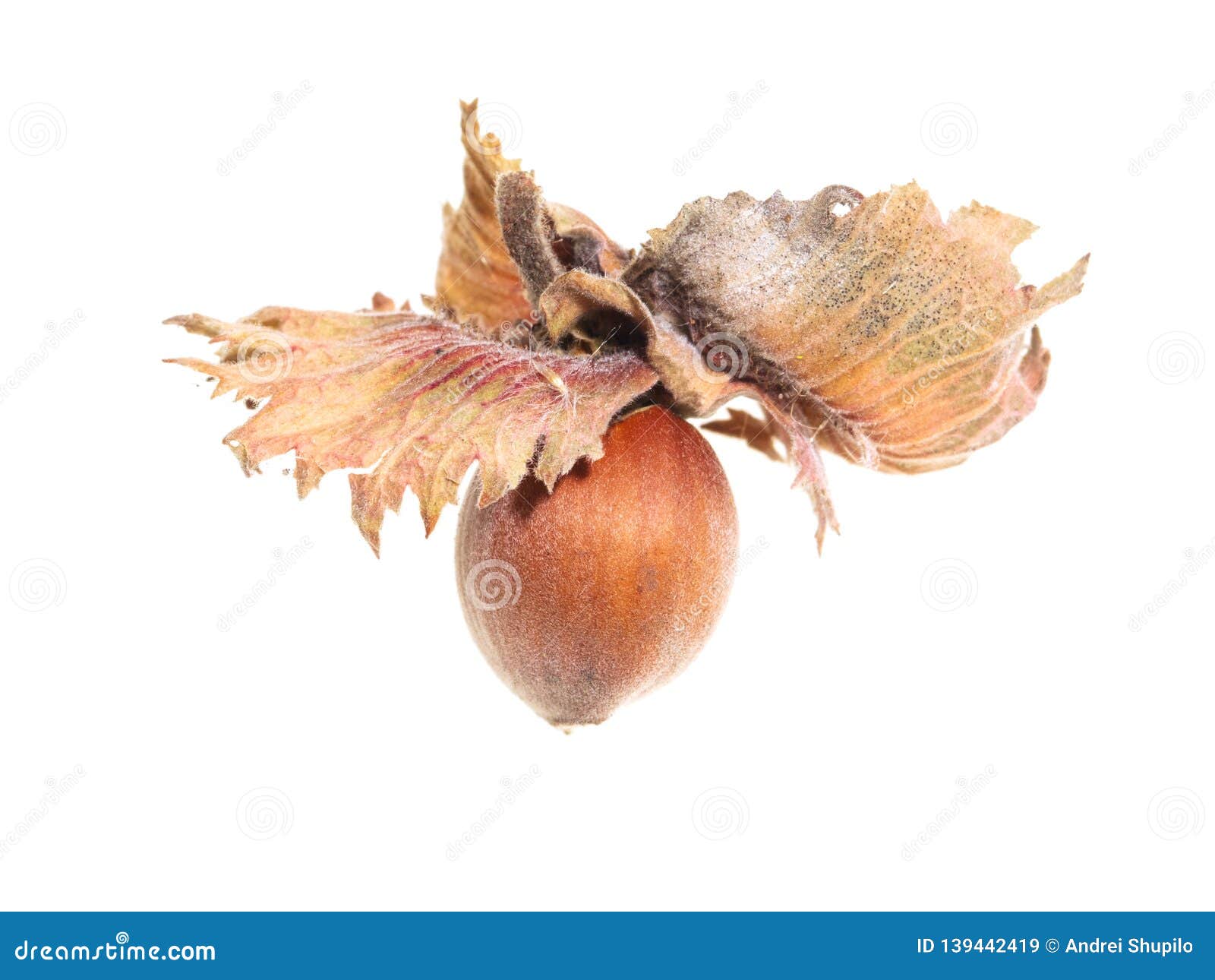 Ripe Hazelnut Nuts Isolated on White Background Stock Image - Image of ...