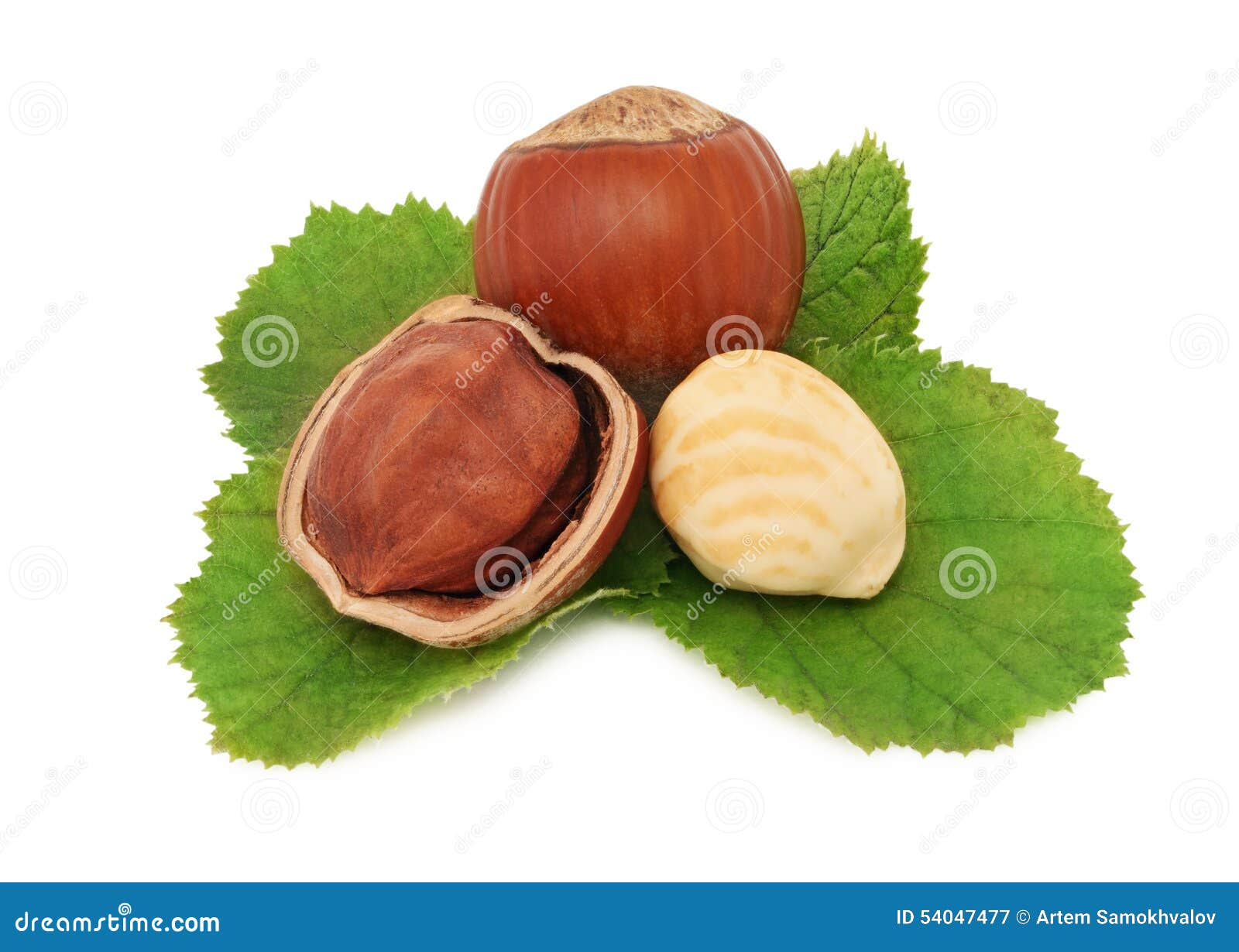 Ripe Hazelnuts with Green Leaves (isolated) Stock Image - Image of ...