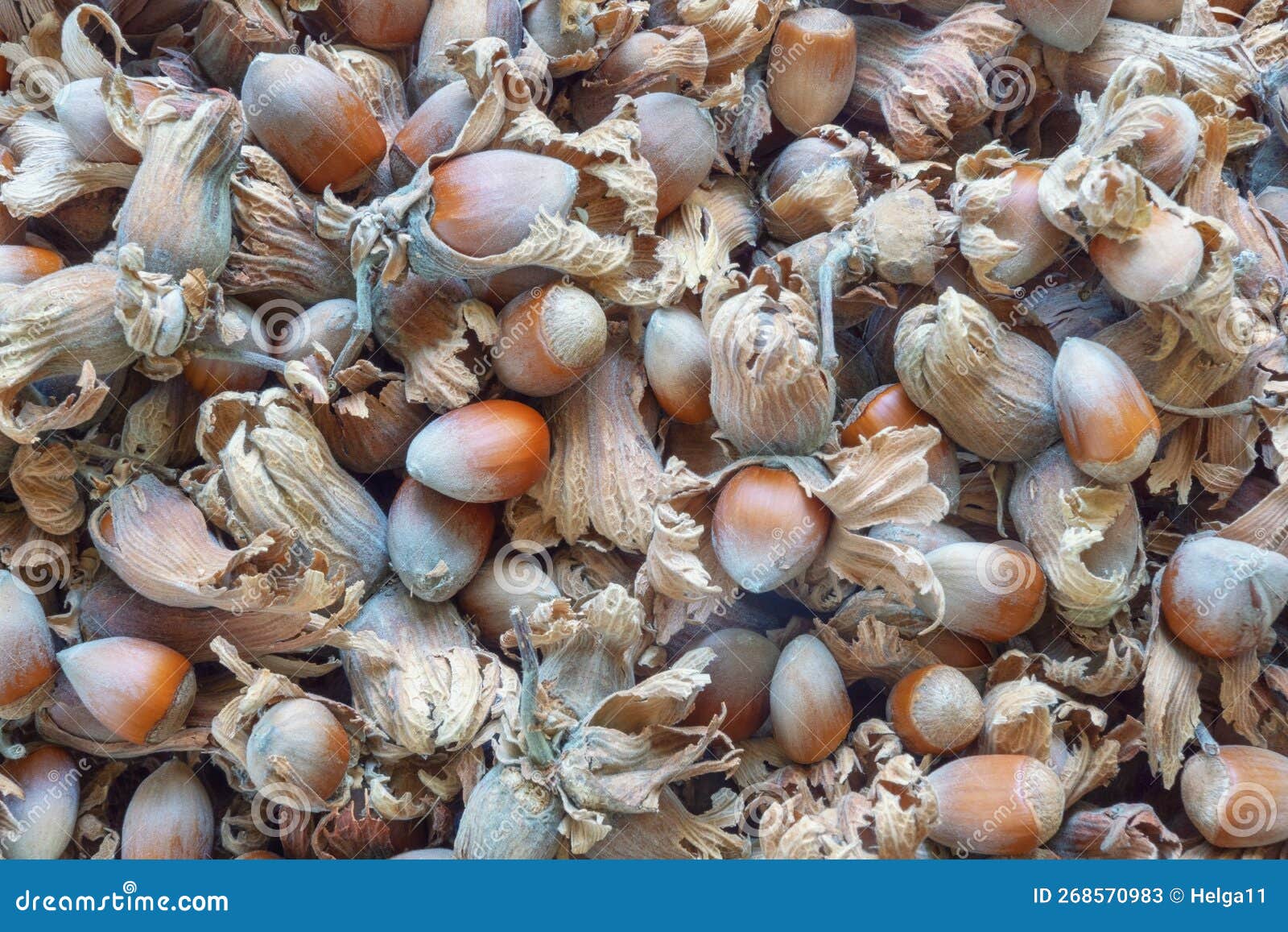 Ripe Hazelnuts in Husk, Background Stock Image - Image of diet ...