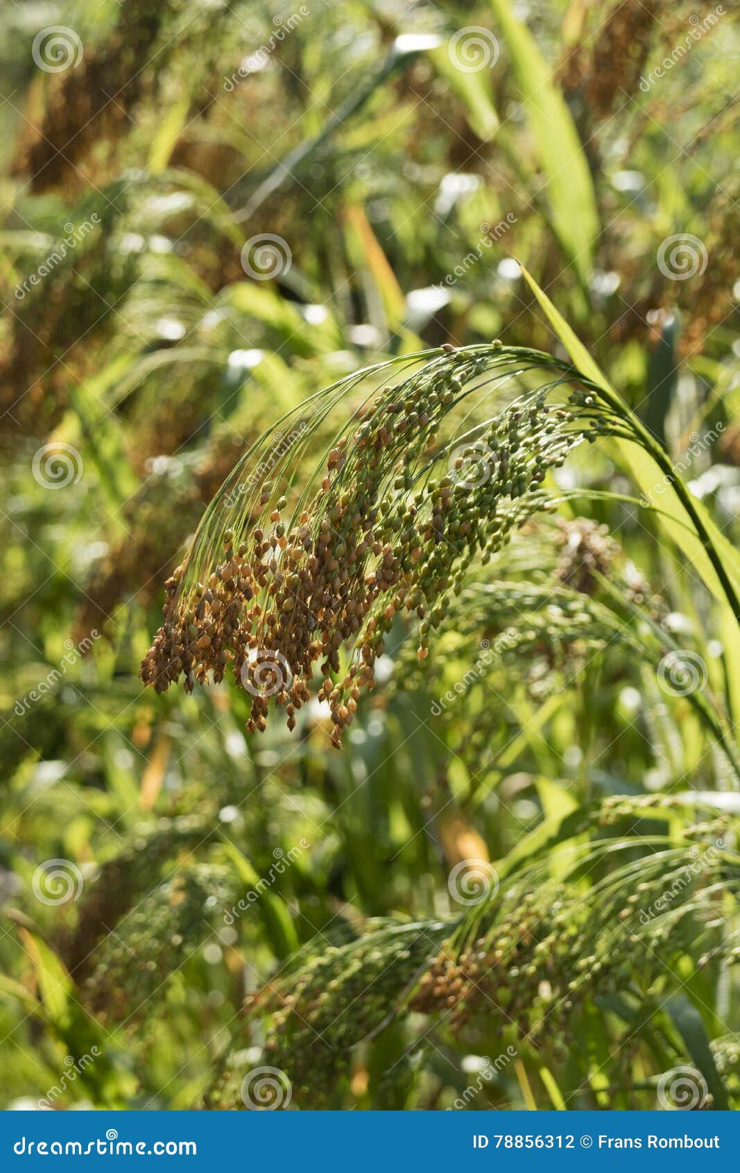 Ripe Heirloom Millet Growing Outdoors Stock Photo - Image of miliaceum ...