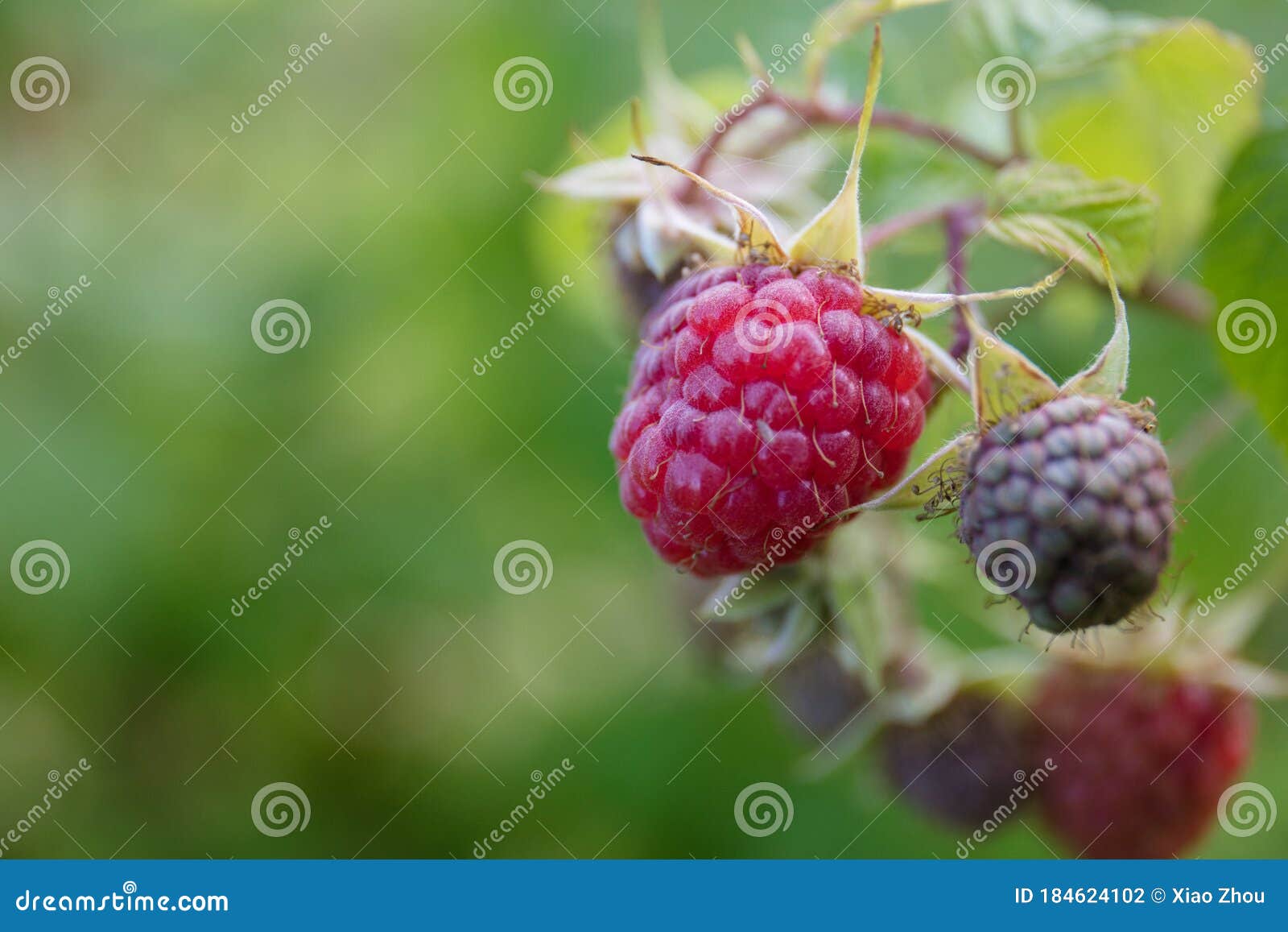 HERITAGE Raspberry stock photo. Image of north, background - 184624102