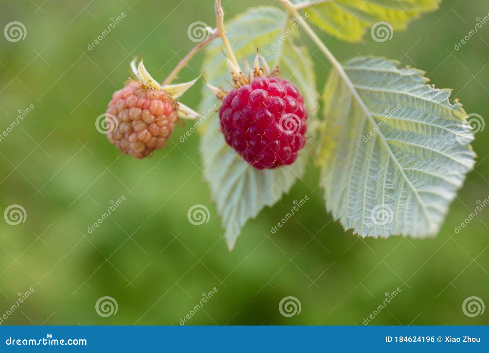HERITAGE Raspberry stock photo. Image of nature, bell - 184624196